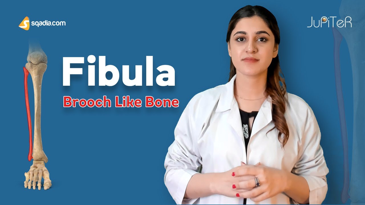Fibula | Bone Anatomy | Lower Limb | Skeletal System | V-Learning ...