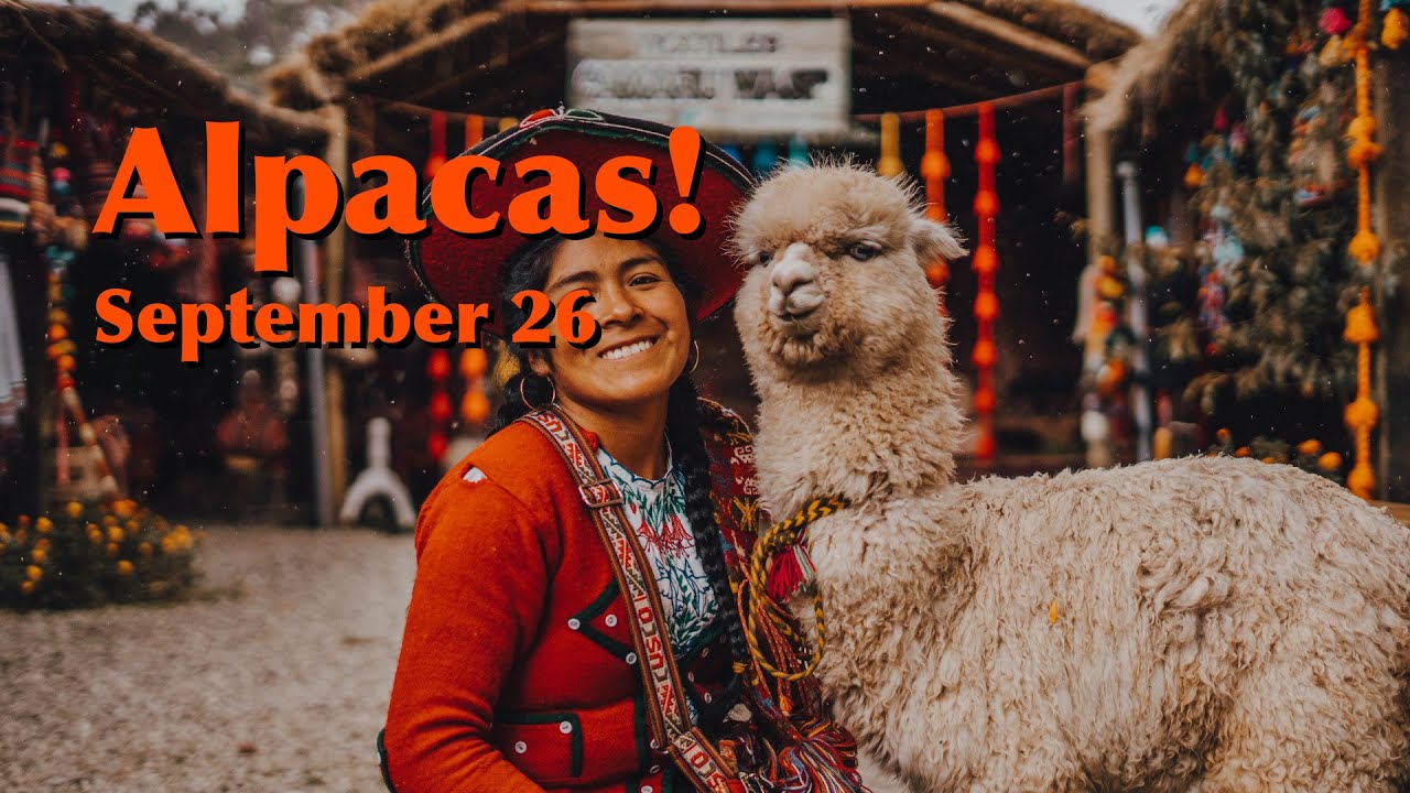 Alpacas! (Score Video for September 26) - YouTube