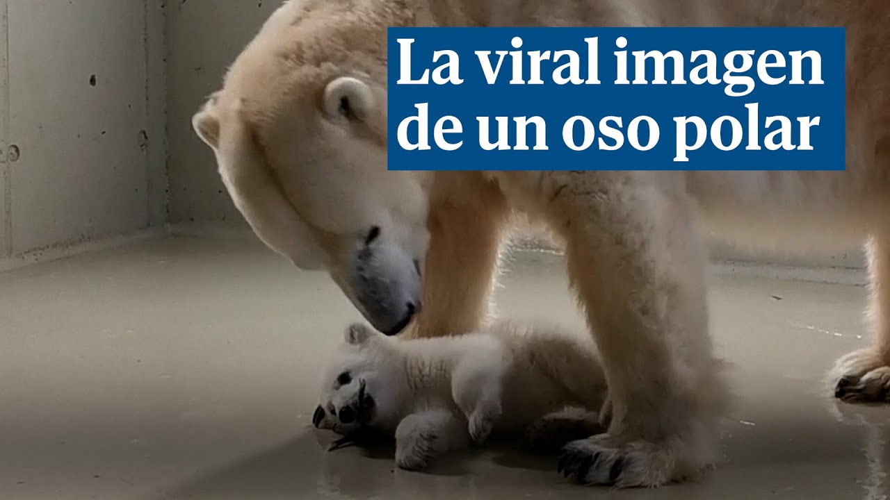 El oso polar recién nacido que ha conquistado las redes - YouTube