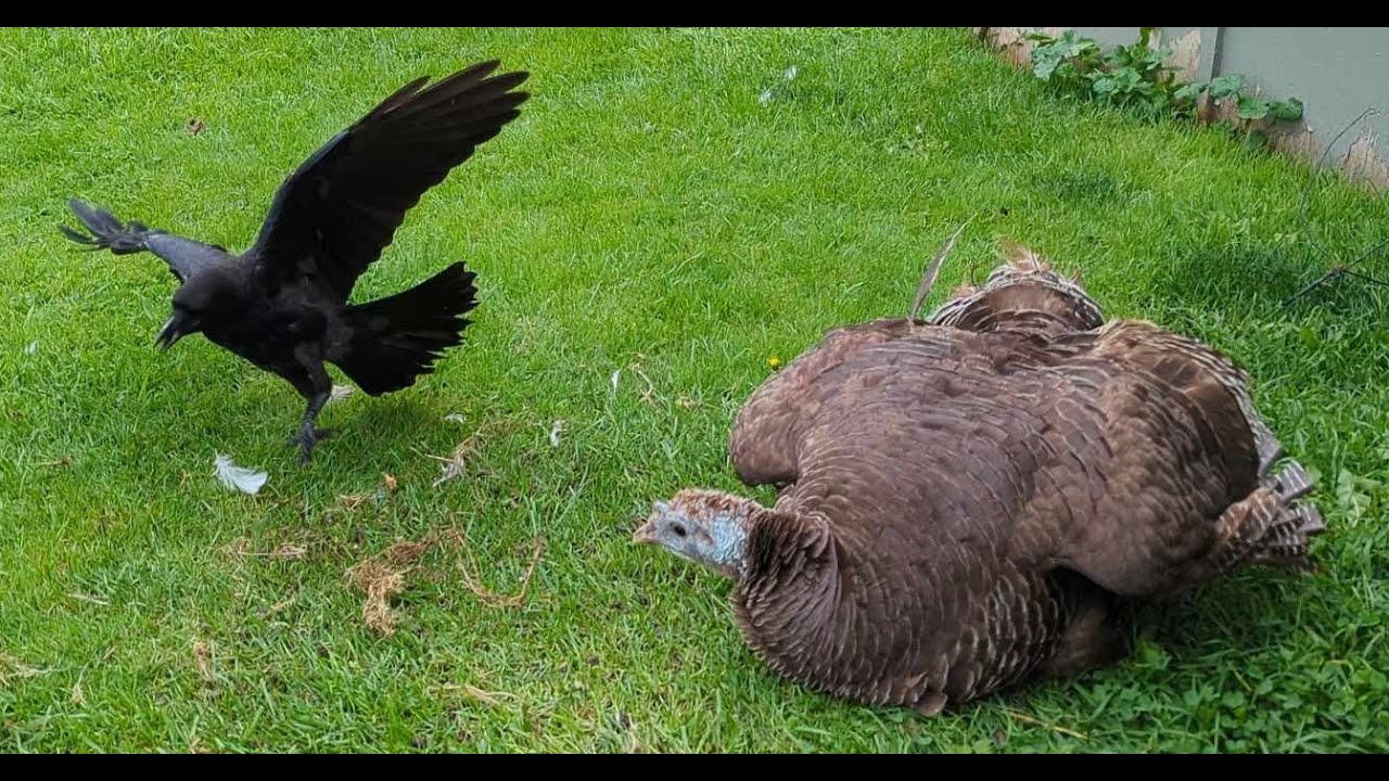 Frankie the Baby Crow and The Pet Turkey Hen Chatting About Food - YouTube