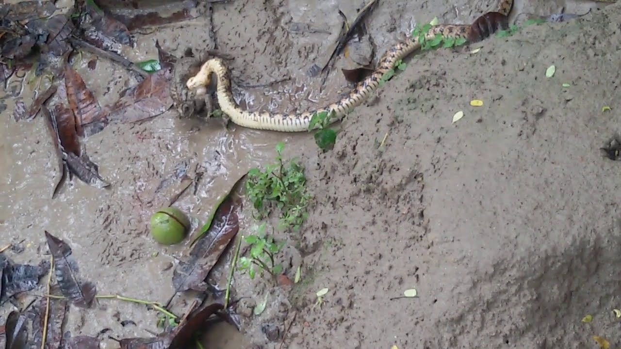 how was snake catch to frog - YouTube