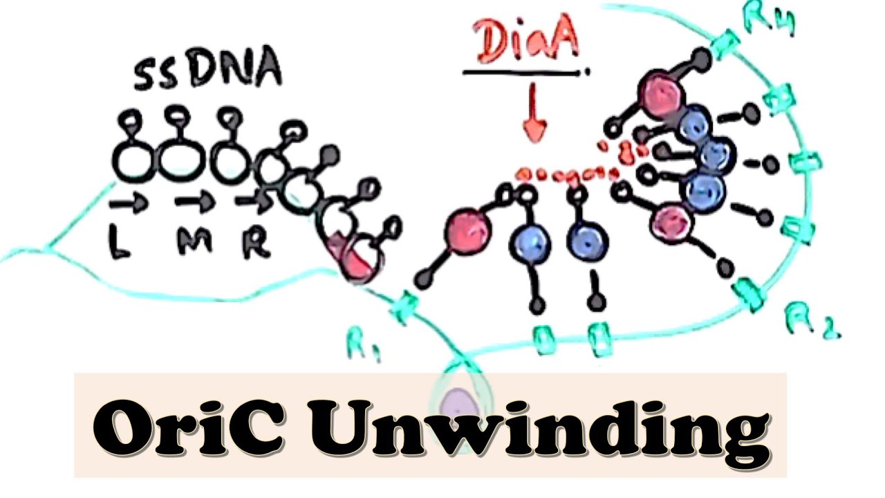 DNA Replication (Prokaryote) INITIATION - Origin Melting by DnaA starts ...