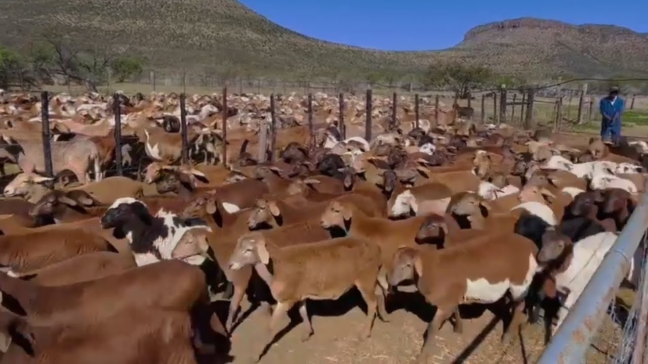 3 month old lambs Weaned in the field - Meatmasters Sheep - YouTube