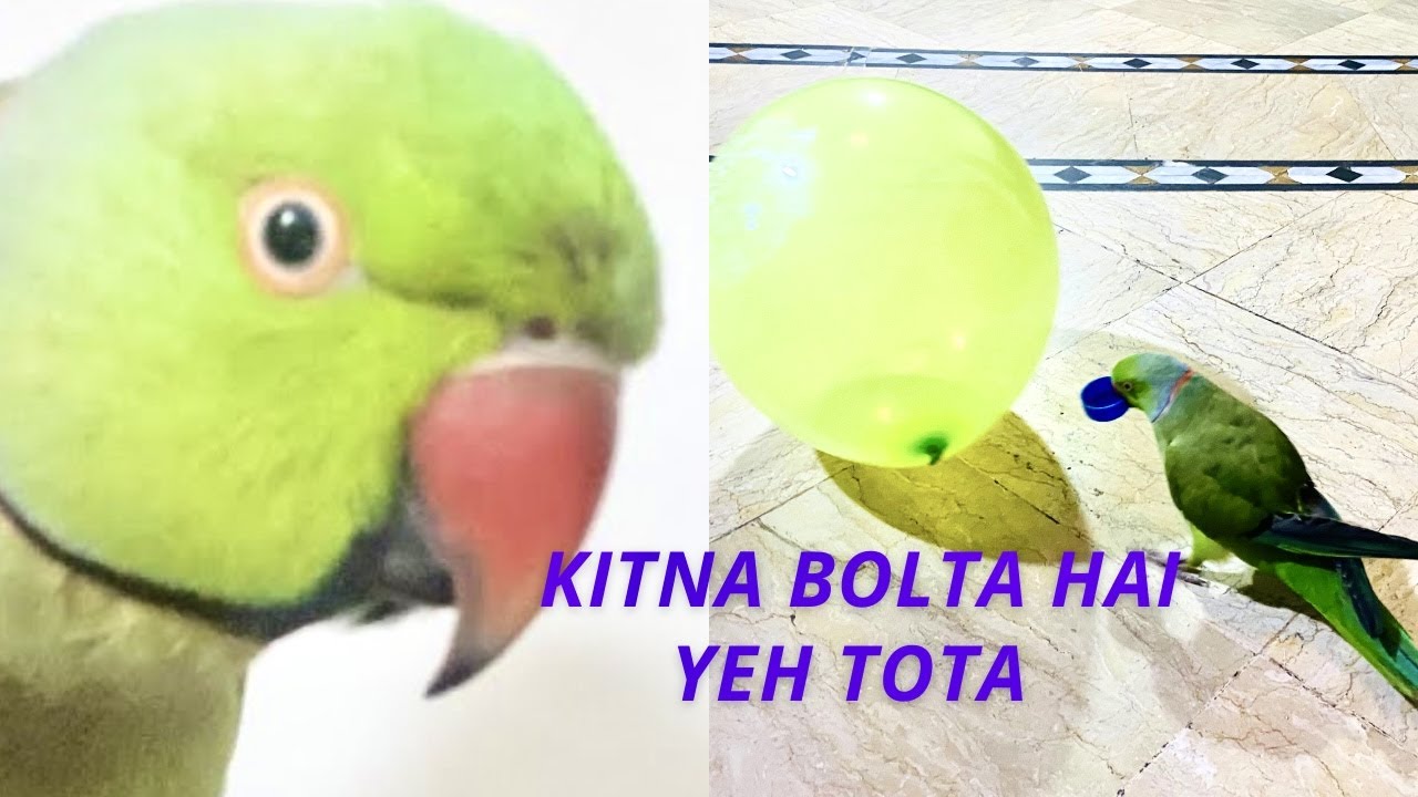 Mian Mithu Parrot talking clearly & Playing with Balooon |parrot ...