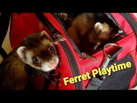 Ferrets Having A BALL! - YouTube