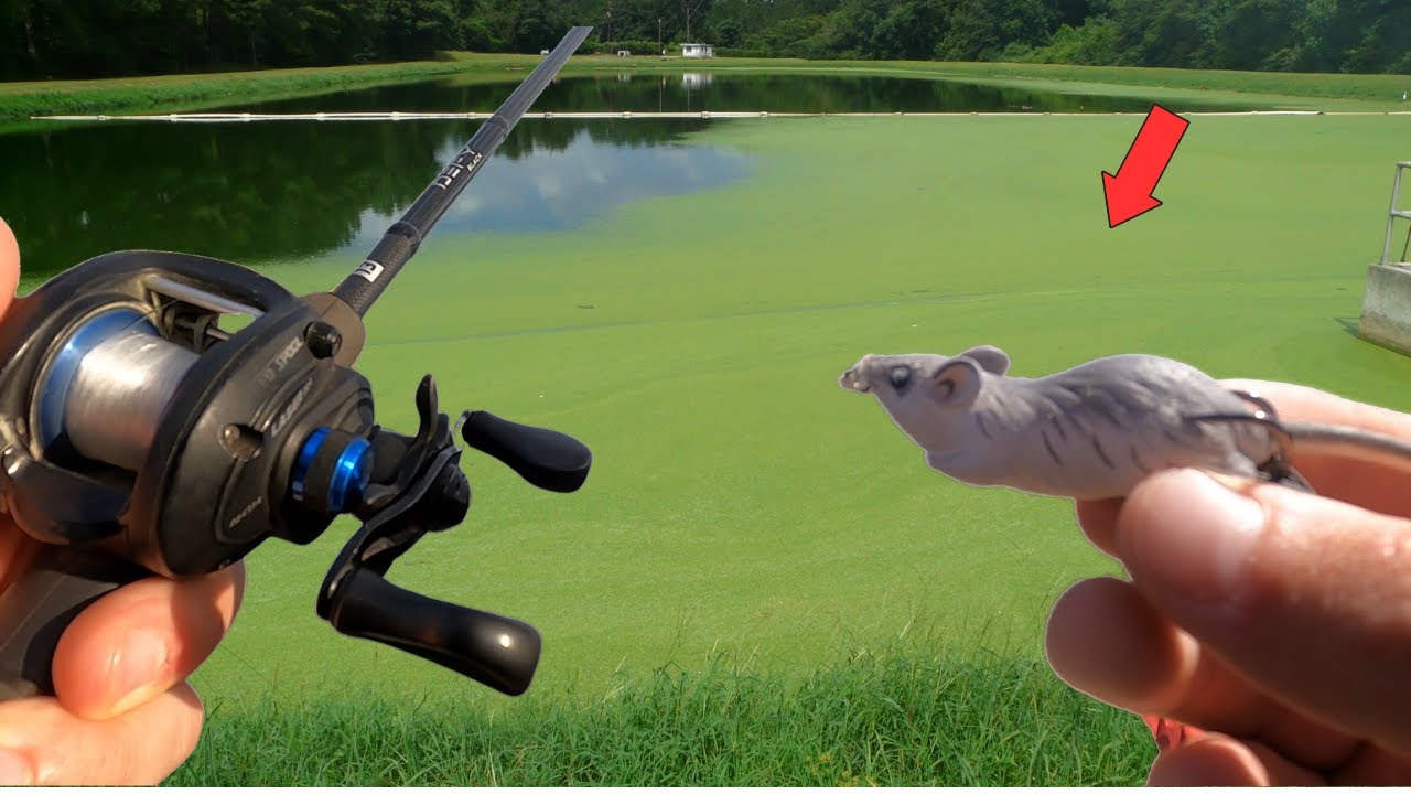 Fishing for AGGRESSIVE Bass using a MOUSE Lure! (Topwater Fishing ...