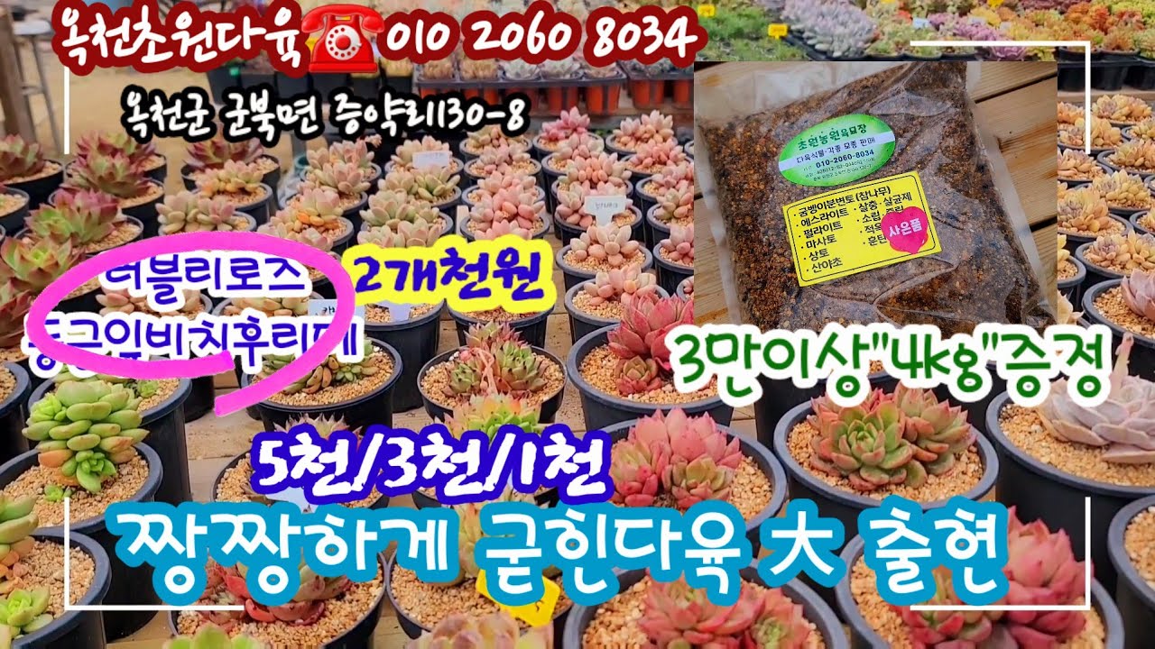 옥천초원다육에 짱짱목대다육 가성비최고 러블리로즈둥근잎비치후리데 2개천원💗5천3천1천다육 대출현해요3만이상4kg선물