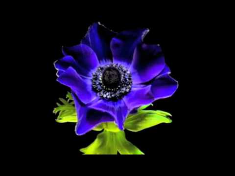 A BEAUTIFUL THEME SONG (flowers ) - YouTube