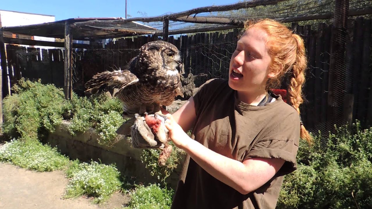 Helen the Owl - Progress - YouTube