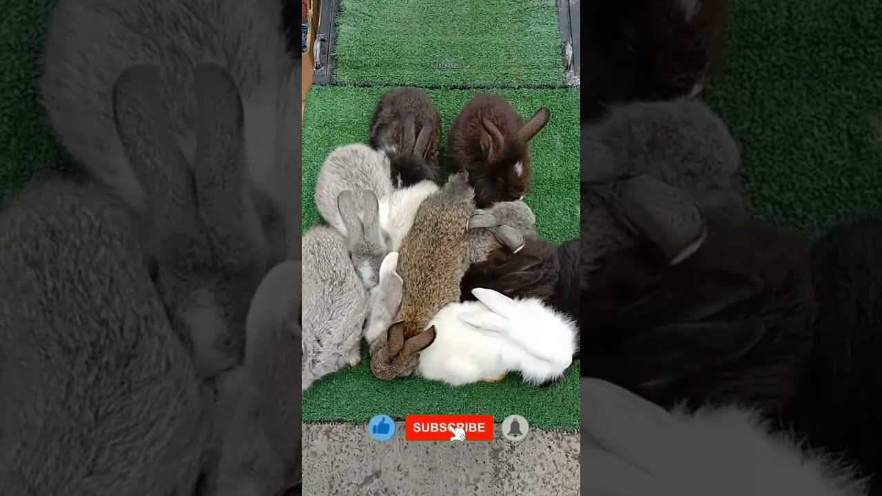 #Shorts lihat lebih dekat kelinci kampung liar || how to take care of ...