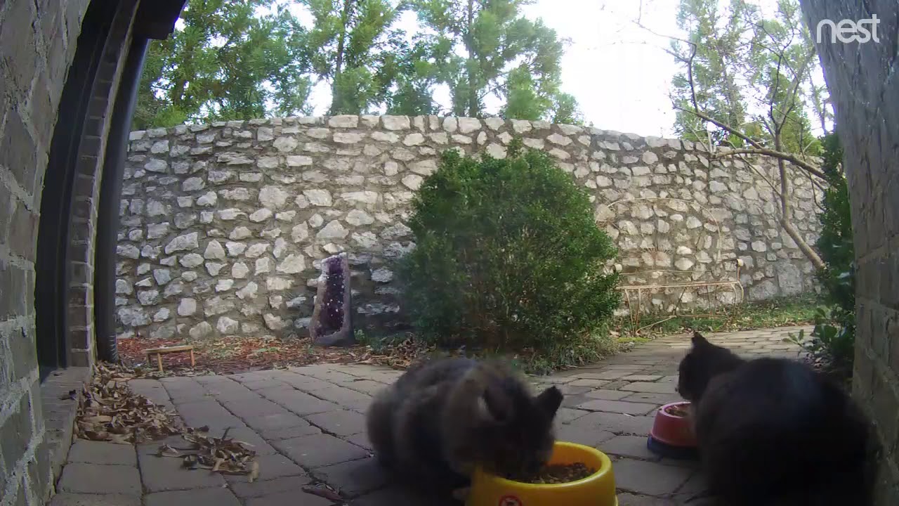 Feral Cats irl: Buff Kitty - YouTube