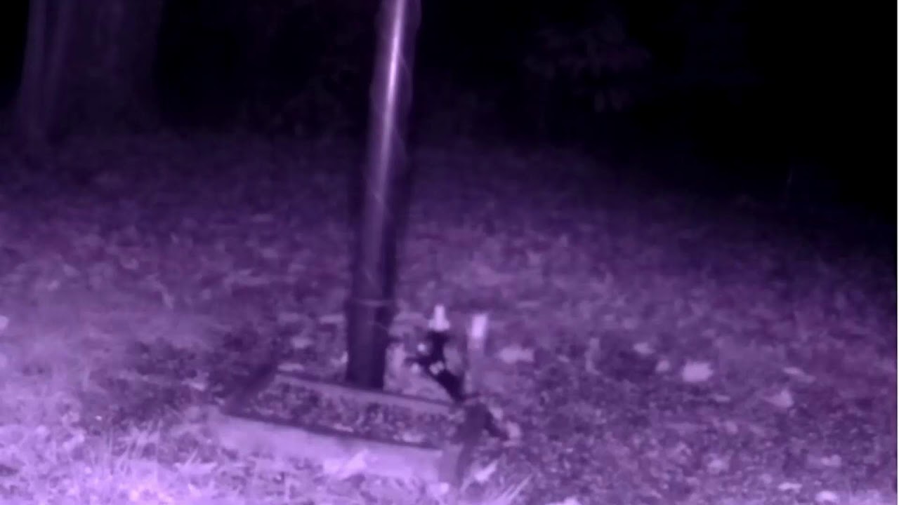 Live - Bird Feeder Cam - Stow OH - YouTube