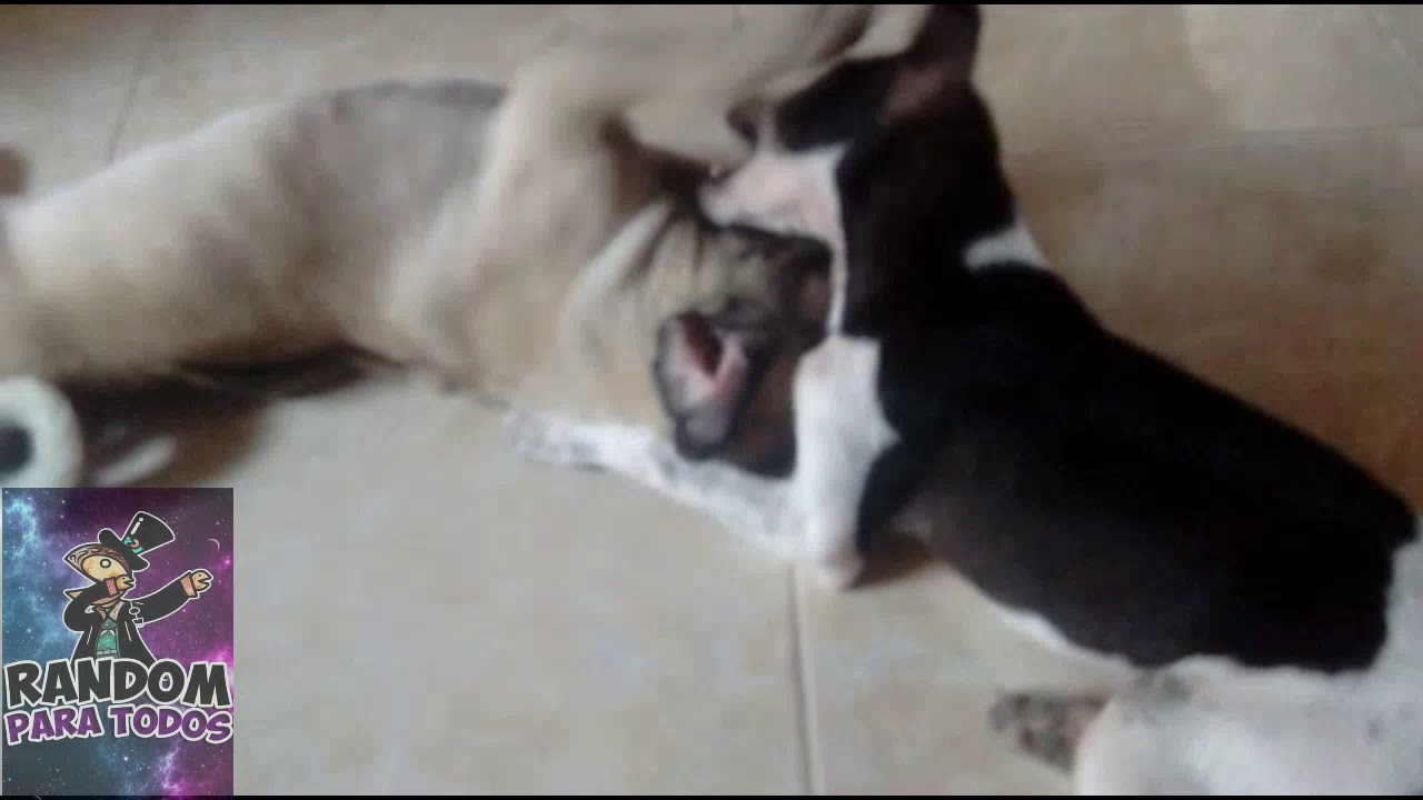 Ramdon Para Todos - Perros Ramdon - Comparte - YouTube