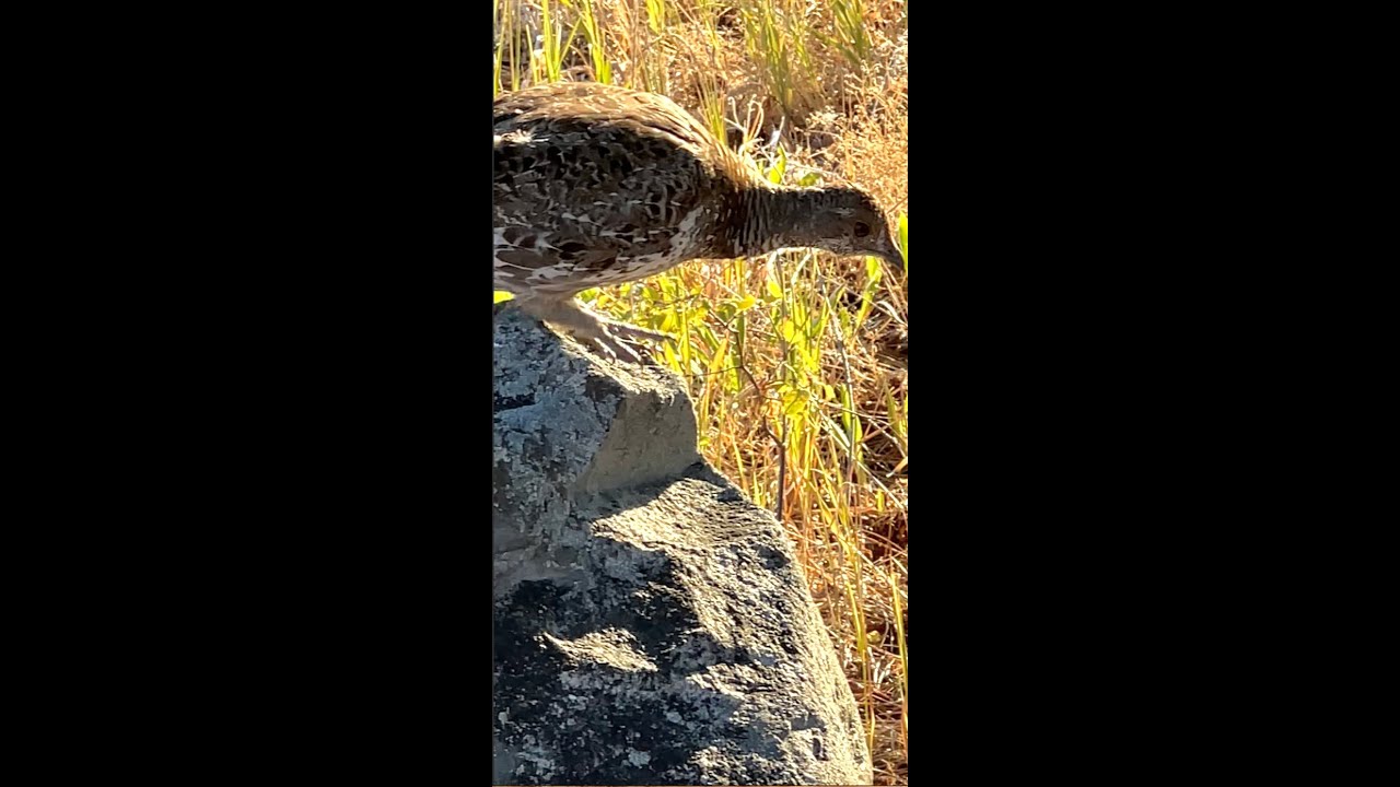 AMAZING! Family of Wild Sooty Grouses On High Alert (4K - HD) # ...