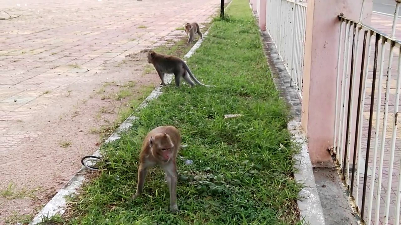 Amazing Monkey Mating and Meeting tourist at Hun tangly Natural Place ...