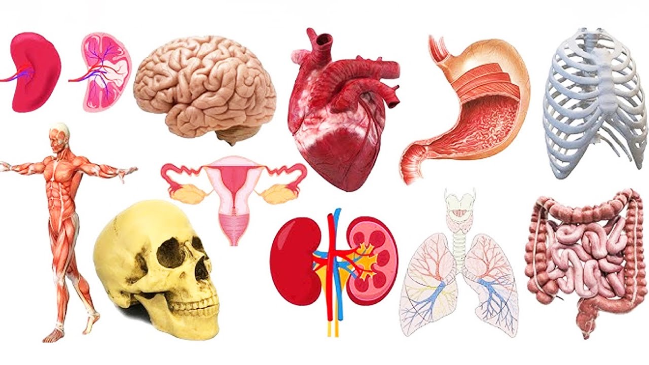 The Human ATM: Which Body Part Makes You Rich? The Most Valuable Part ...