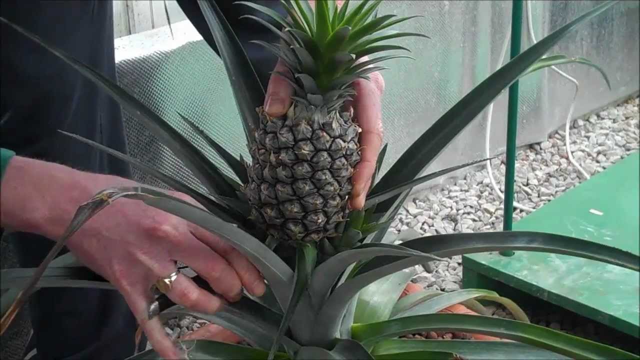 Pineapple Harvesting from our Rain & Drain Exotics Planter - YouTube