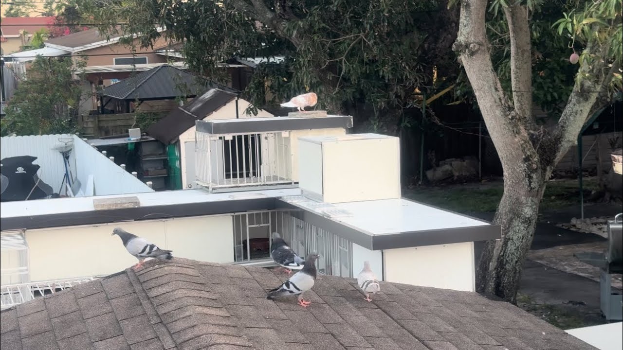 Soltando los Pichones, el Humado Ali-Blanco y la Motiada de primeros ...