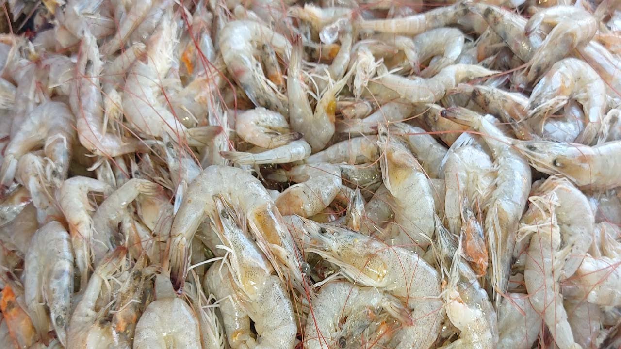 Amazing Chingri /Prawns /Shrimp /Dendrobranchiata / Pleocyemata fish ...