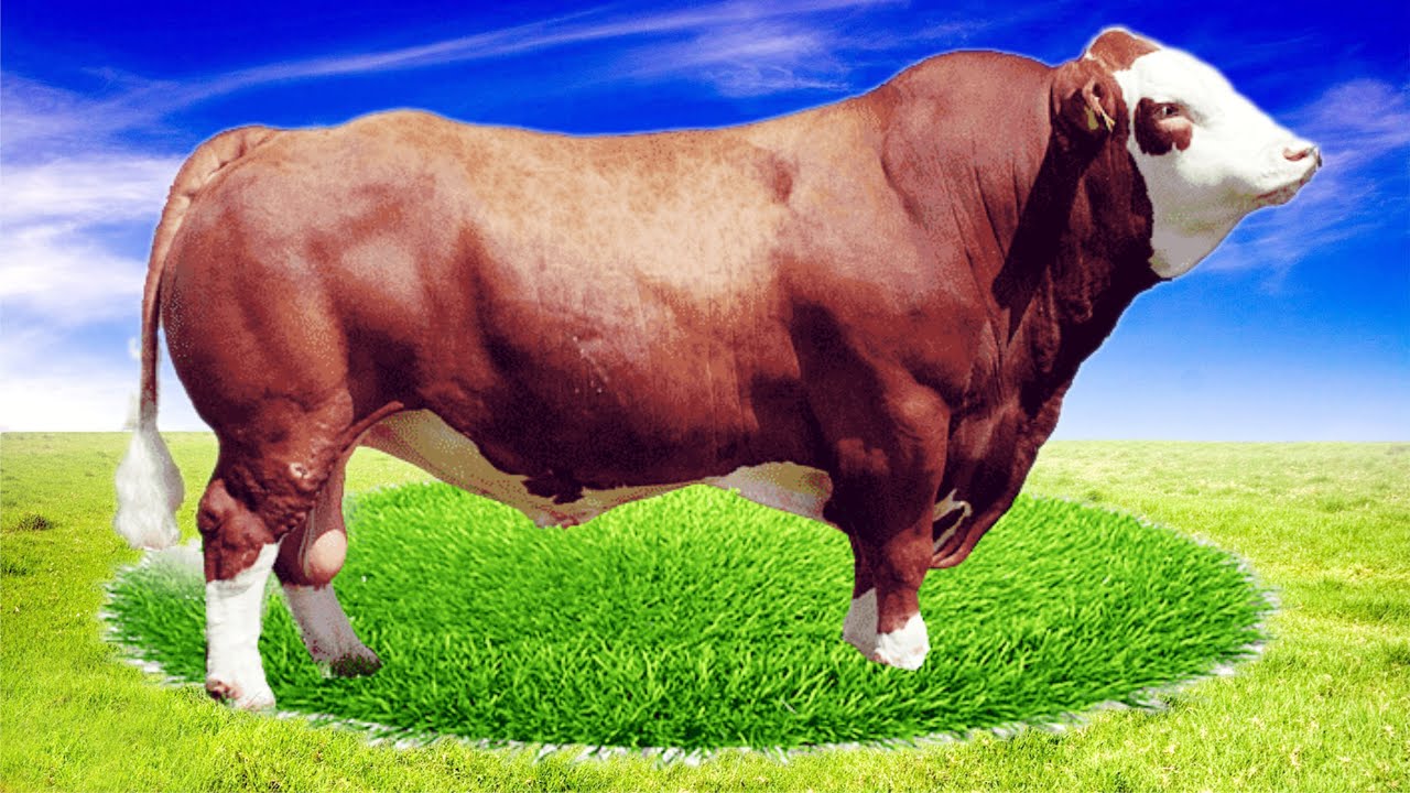 Simmental bulls - Breeds of Livestock | Cattle | سمنٹل بیل | सिमेंटल ...