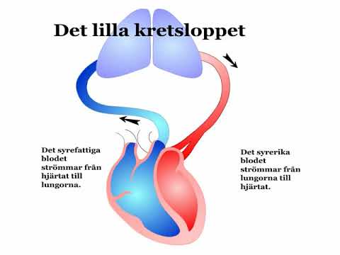 Det lilla kretsloppet - YouTube