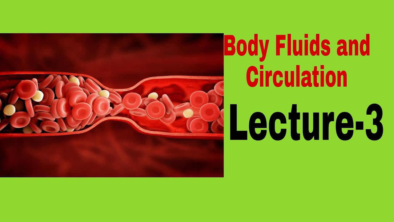 Body Fluids And Circulation Lecture-3 - YouTube