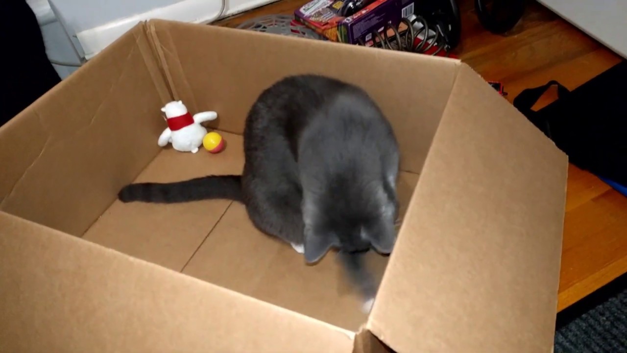 Thunder + Box + Cat Crazies = 1 Crazy Cat - YouTube