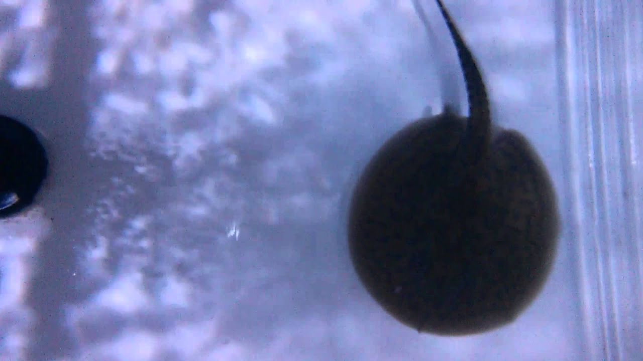 Top view stingray pups - YouTube