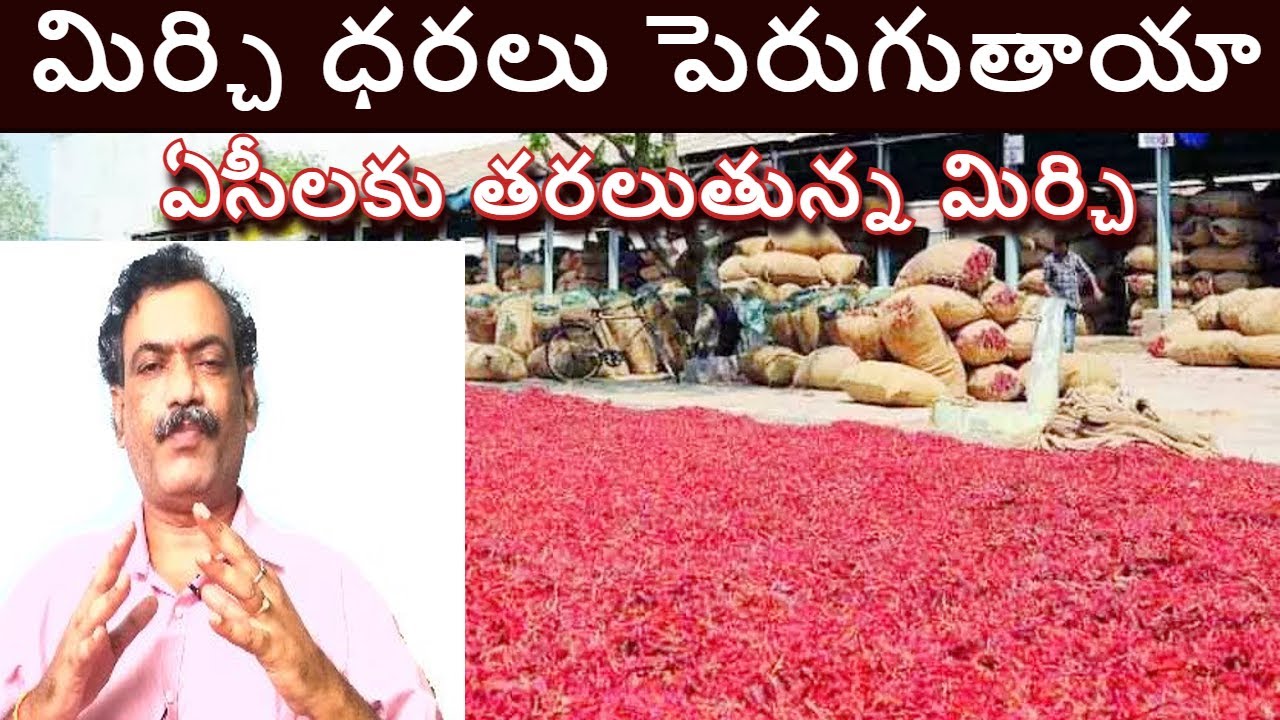 మిర్చి ధరలు ఎలా ఉండబోతున్నాయి Guntur Mirchi Market Report Byadigi Teja ...