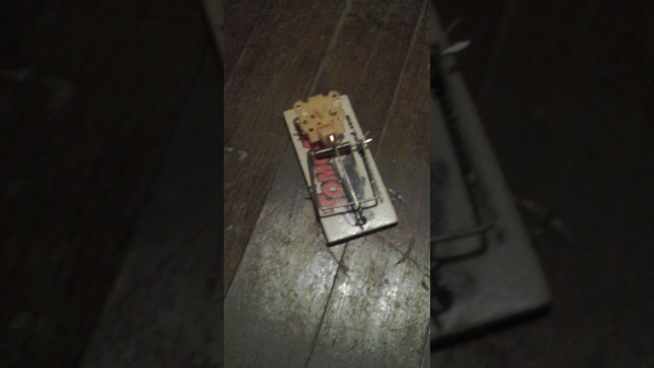 How to set a mouse trap - YouTube