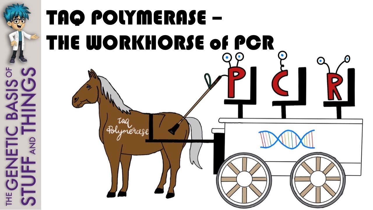 Taq polymerase: The workhorse of PCR. Neigh!!! - YouTube