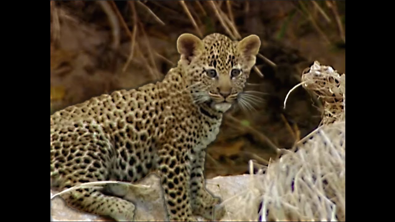 House Hunting with the Leopard Cubs | Little Big Cat | BBC Earth - YouTube