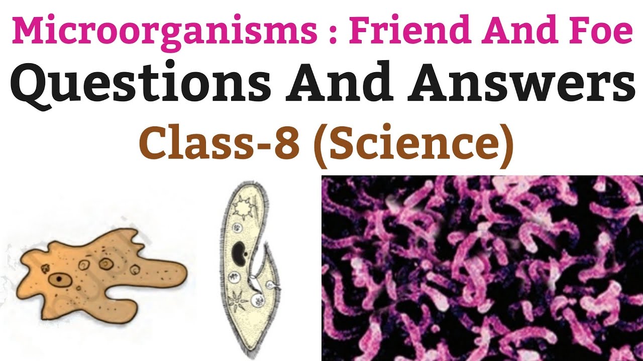 Microorganisms Friend And Foe | Questions And Answers, Science For ...