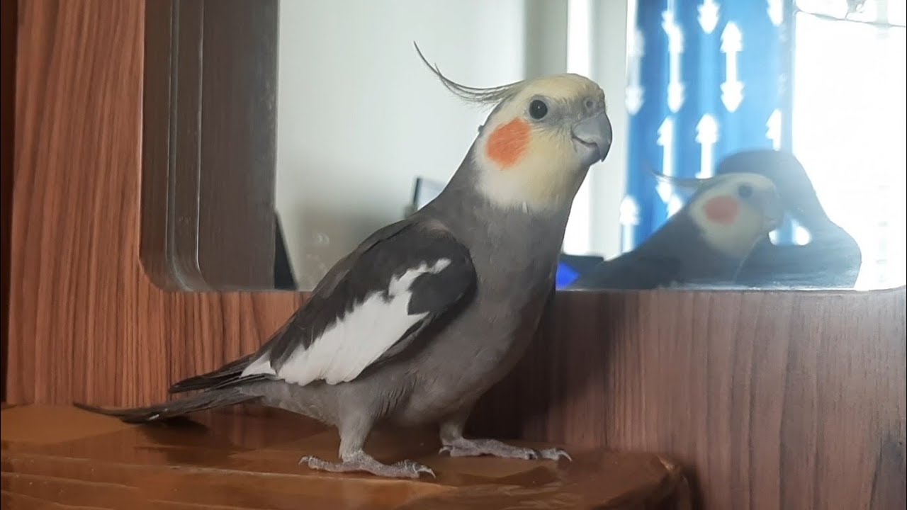 Cockatiel singing, jumping, & playing funnily | Cockatiel Cam ...