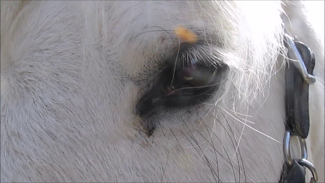 Roxane best moments - YouTube