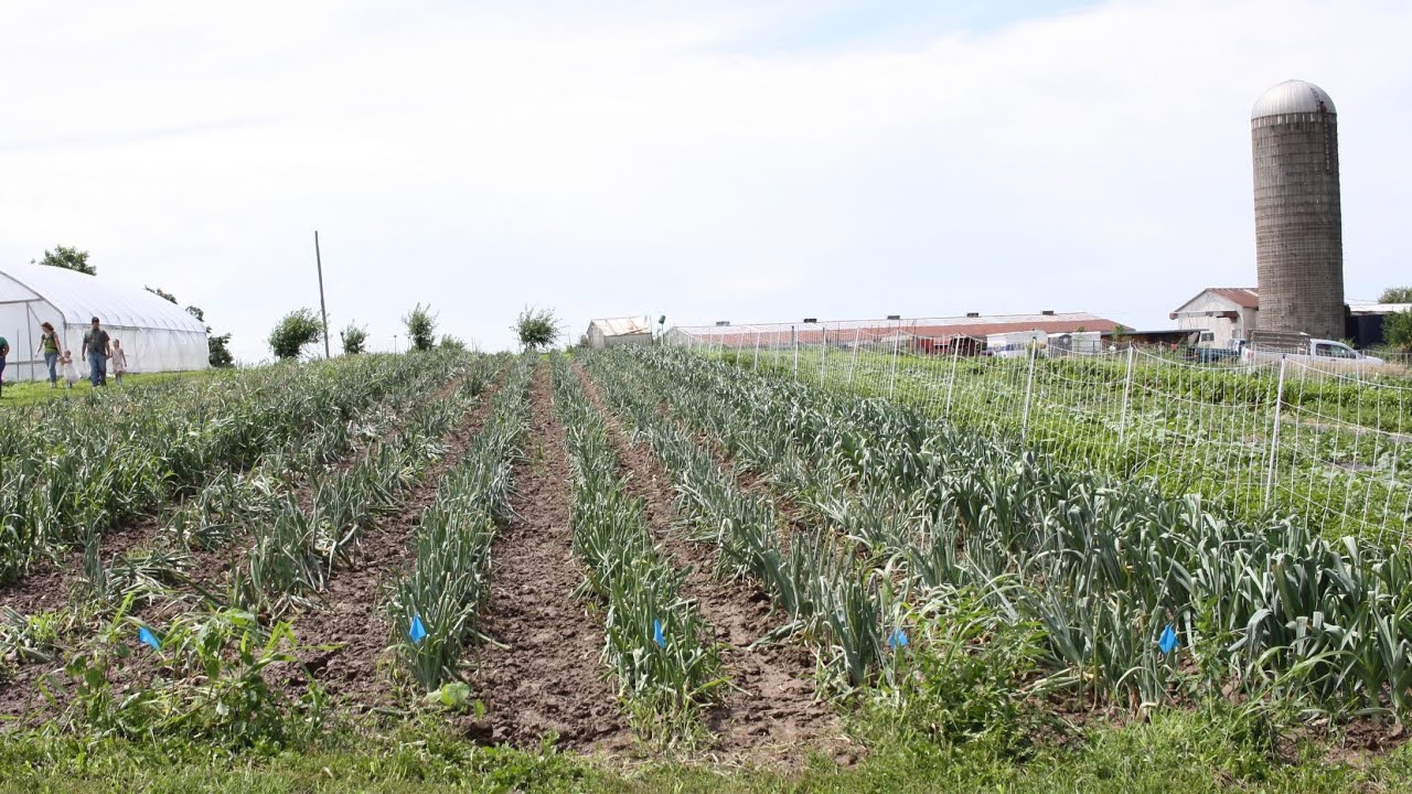 Integrating Sheep and Vegetables at Sundog Farm – Celebrating 25 Years ...