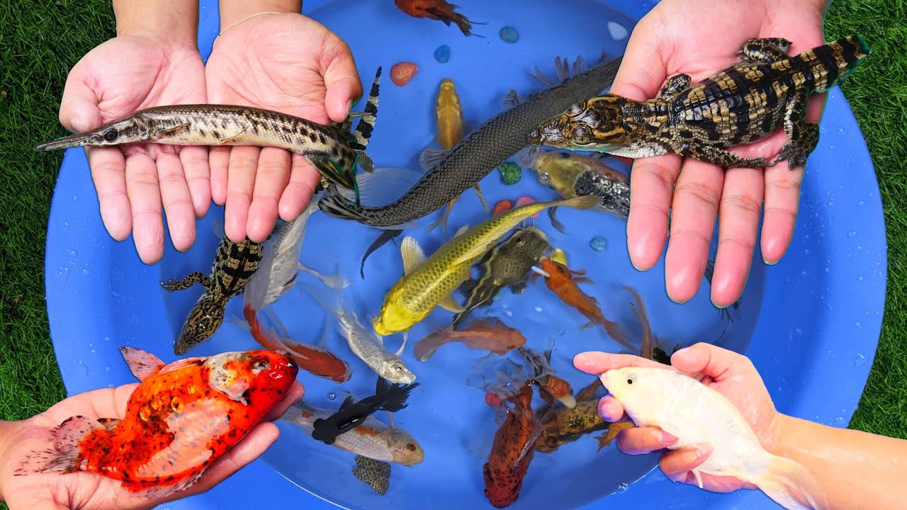 Beautiful Catching Neon Fish Ping pong Duckling Crocodile Tiger Fish ...