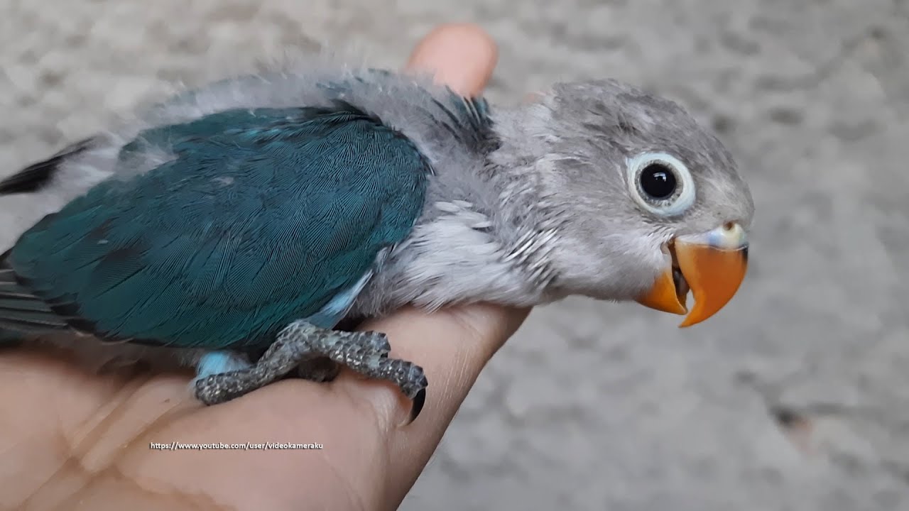 Lovebird Chick - White Headed Dark Blue - YouTube
