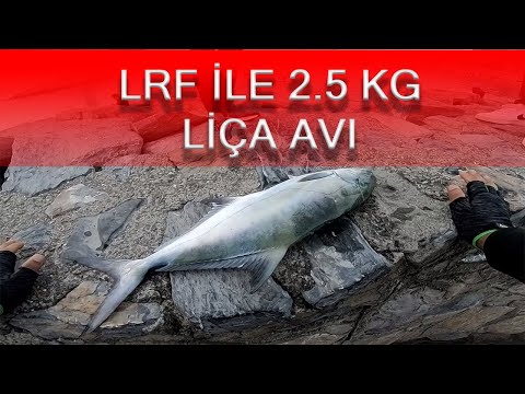 Alanya İskelede Yeğenim Barış'ın Lrf ile Liça Avı (2,5 KG) | VARSA ALIRIZ!!!