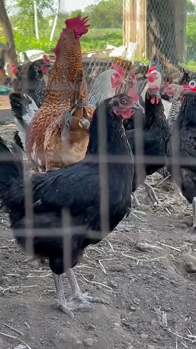 #farming #ферма #курица #несушки #курынесушки #куры #farming #farm # ...