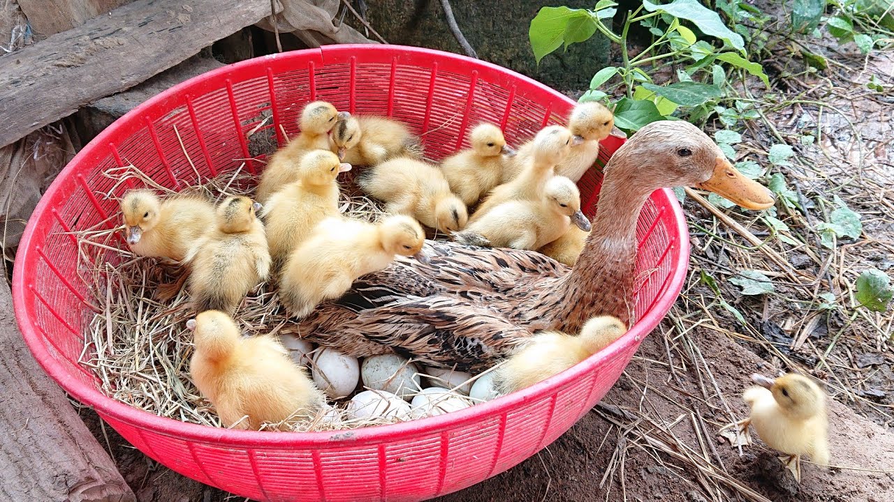 Amazing Pekin 23Duckling Hatching From 43Eggs / Cute Cute Baby Duck ...