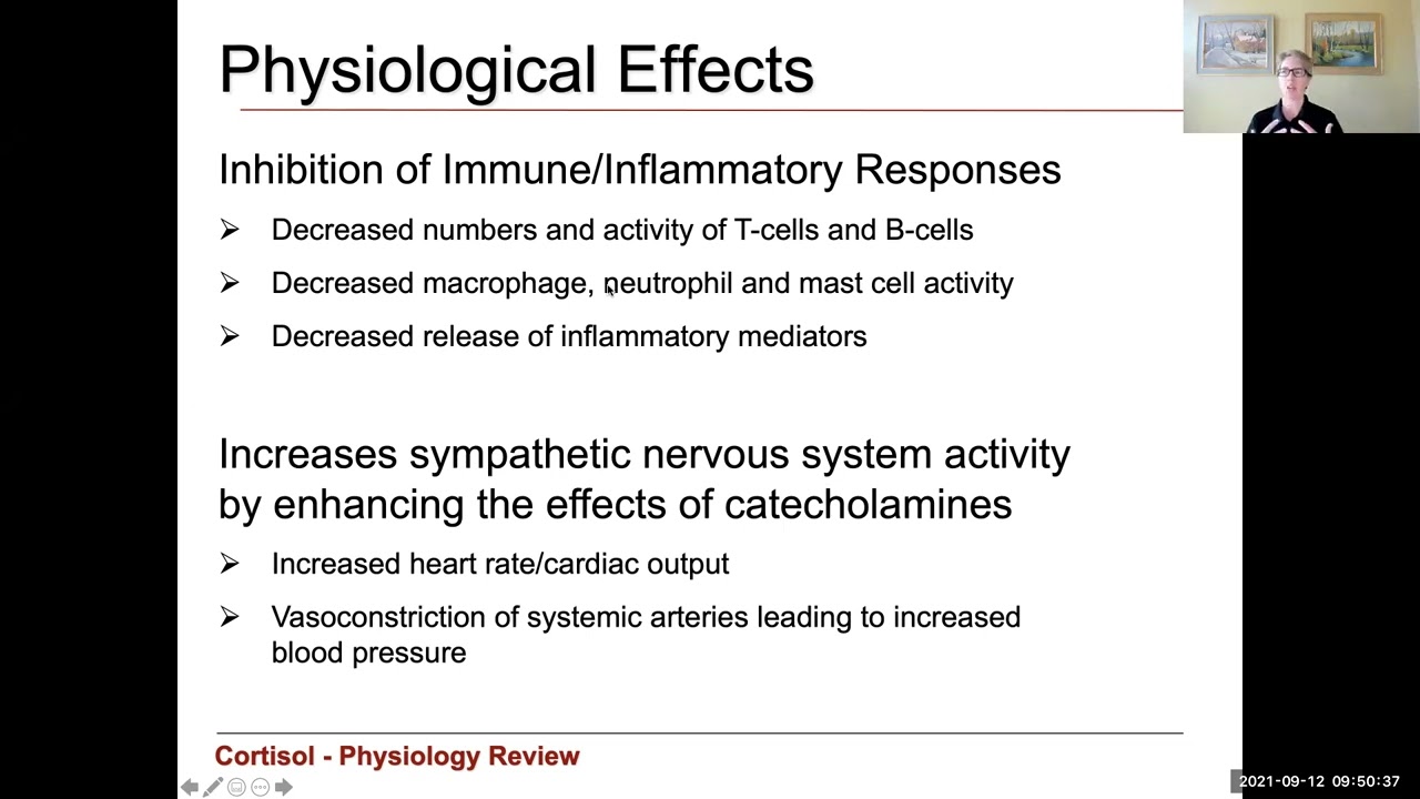 Endocrine Concept Overview Youtube 0486