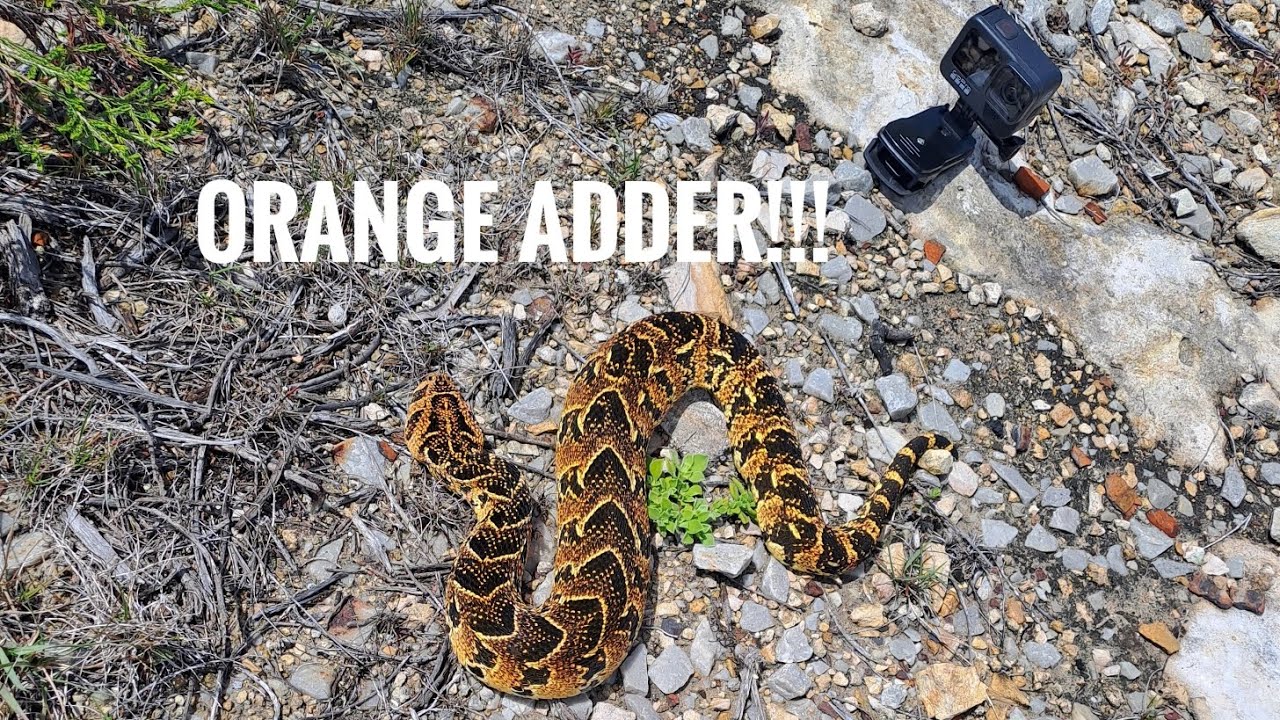 Bright Orange Puff Adder in the Garden... - YouTube