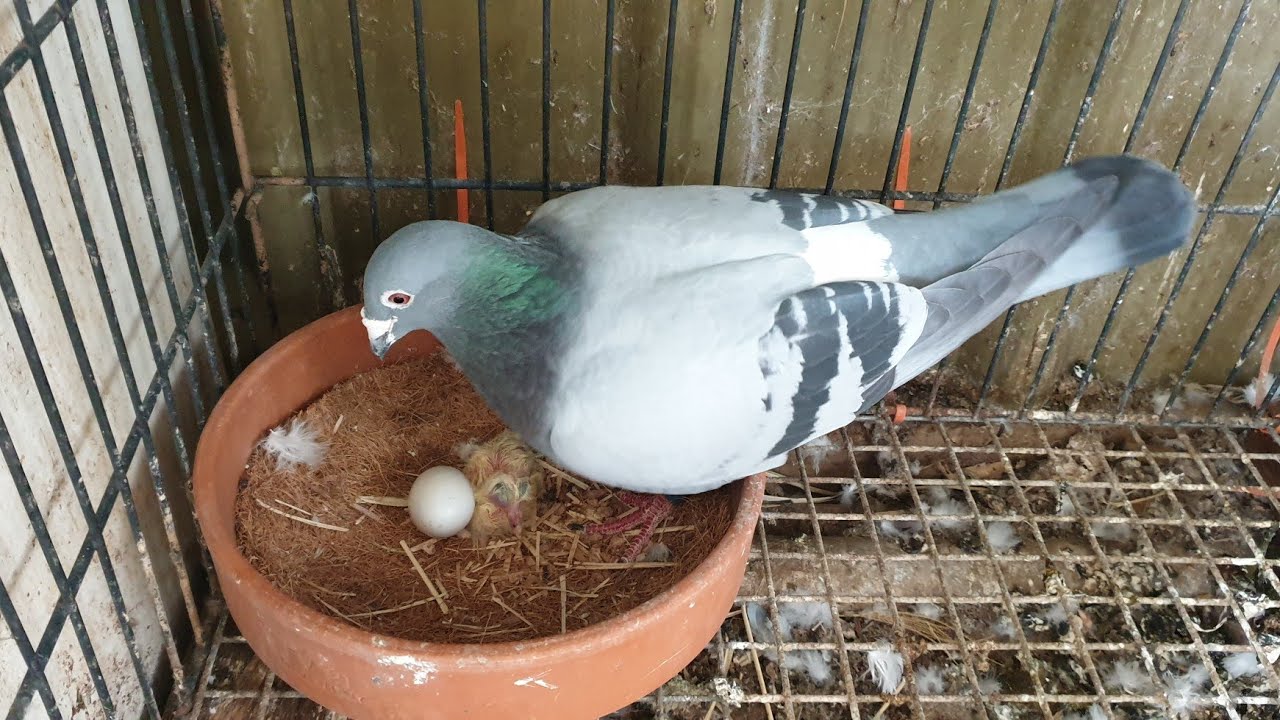Perfect nesting materials for breeding racing pigeon🕊🕊 - YouTube