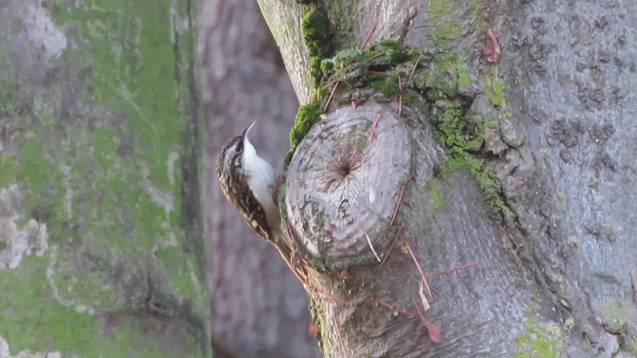 Brown creeper eating along a tree trunk - YouTube