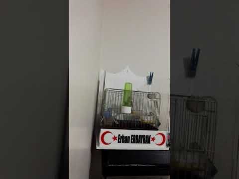 Saka ötümü, çipet pet, full şak şak 2, carduelis carduelis