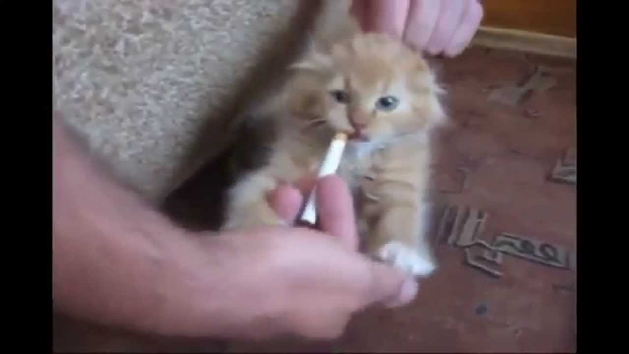smoking kitten - YouTube