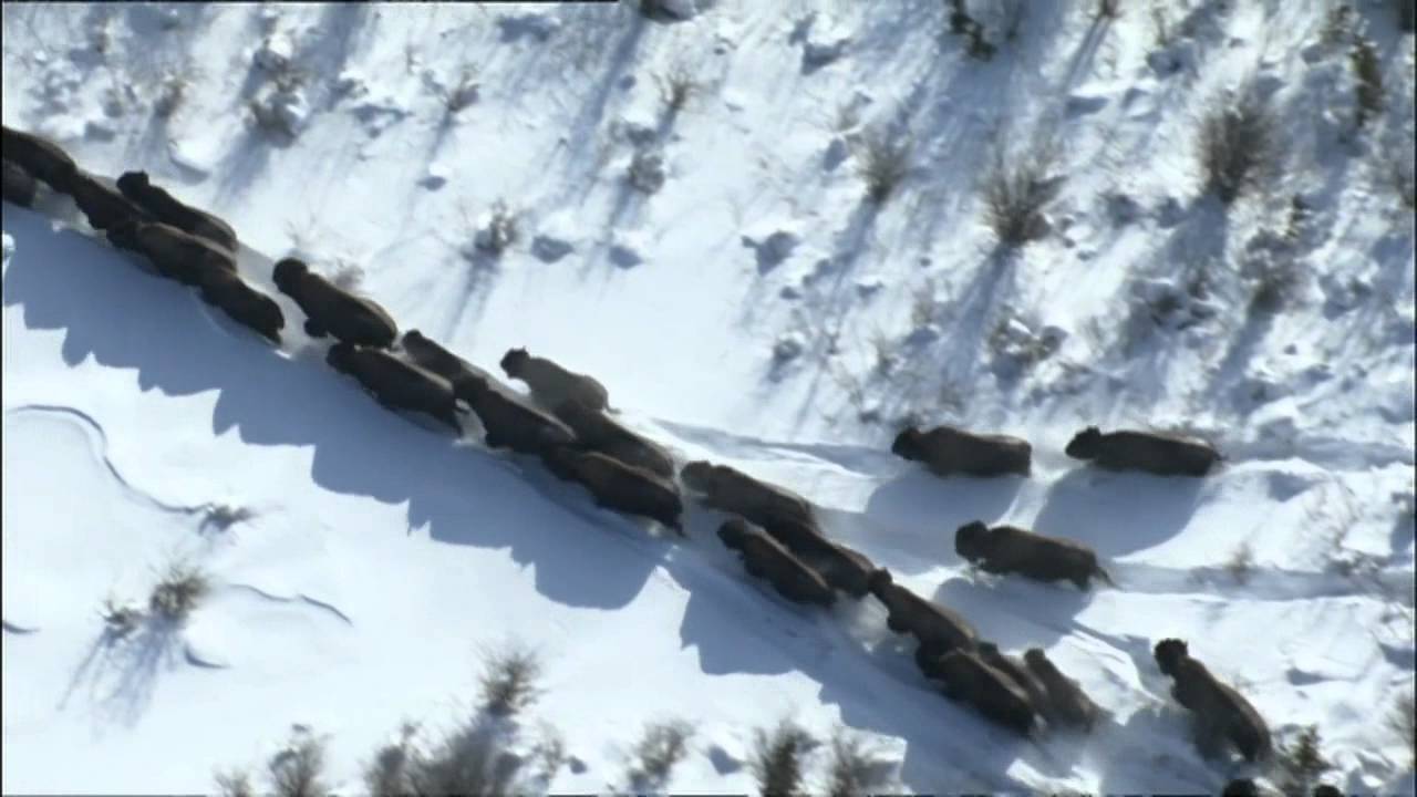 Bison vs wolf - YouTube