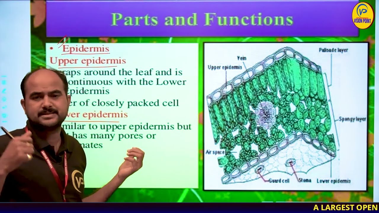 Shoot System | Lecture 7 | Chapter 4 - YouTube