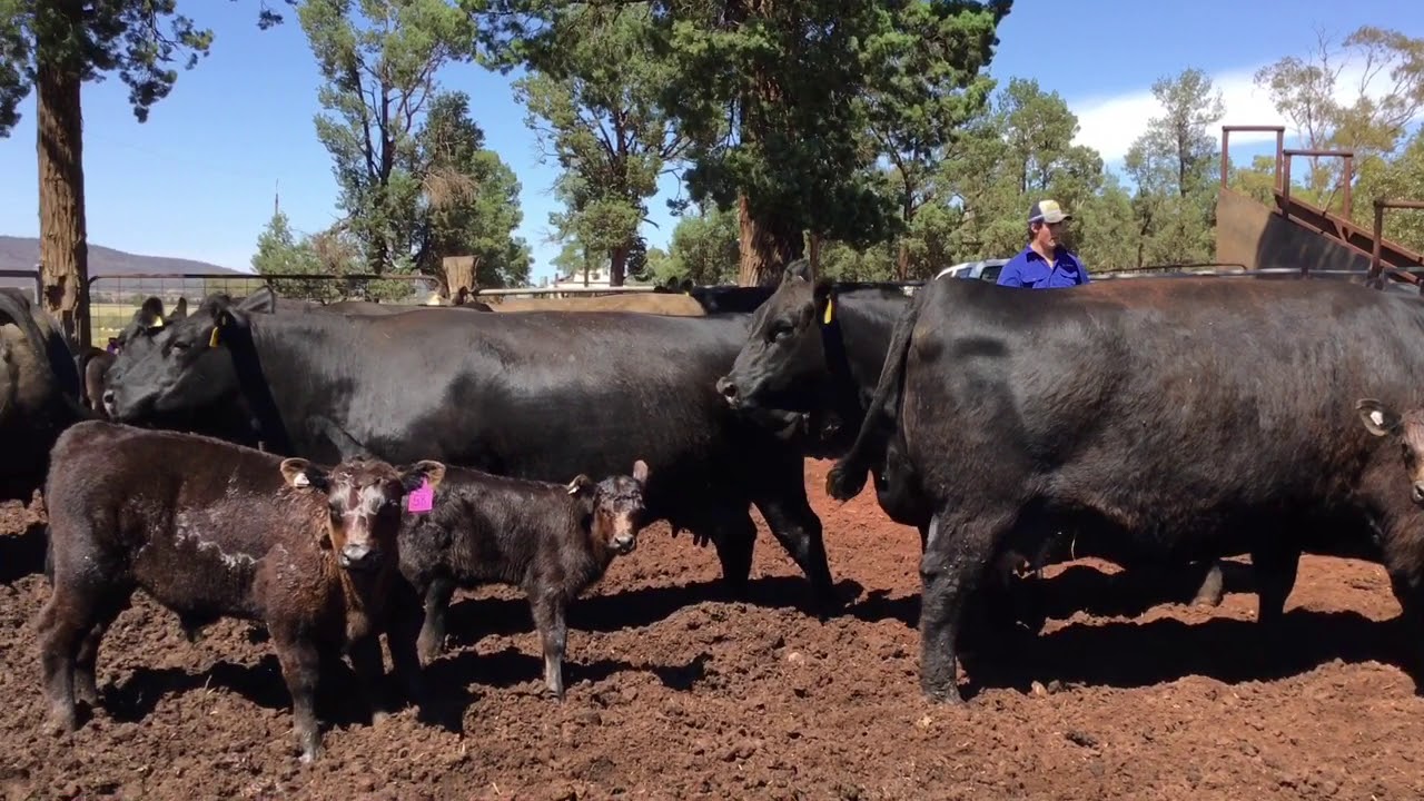 Groat Cows - YouTube